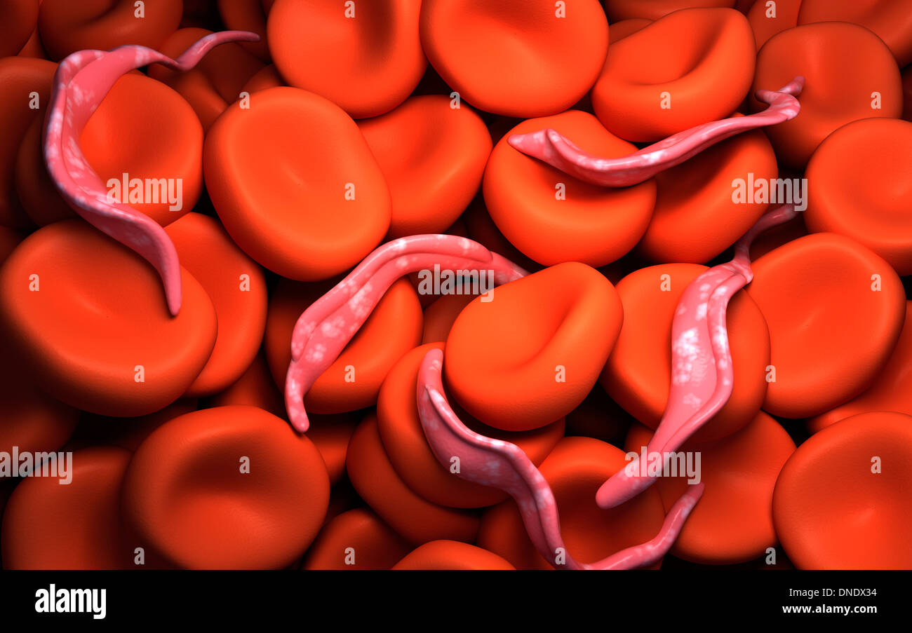 Conceptual image of Trypanosoma Stock Photo - Alamy