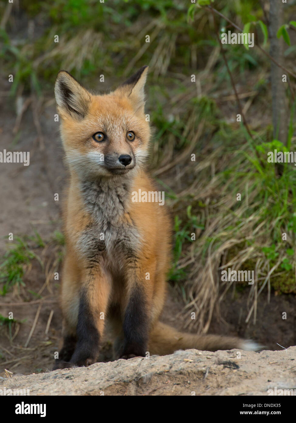 Fox litter den hi-res stock photography and images - Alamy