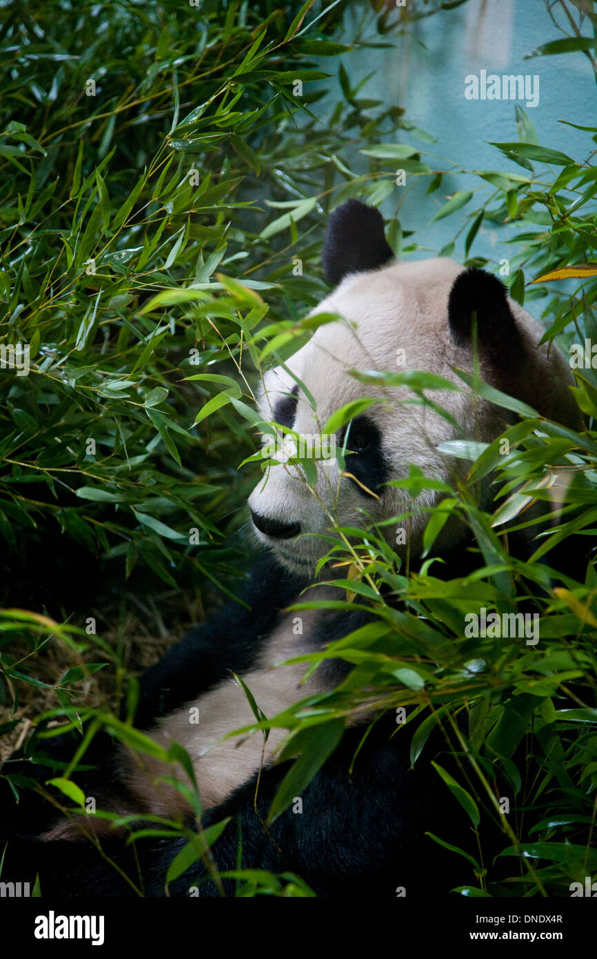 Giant Panda at Edinburgh Zoo Stock Photo - Alamy