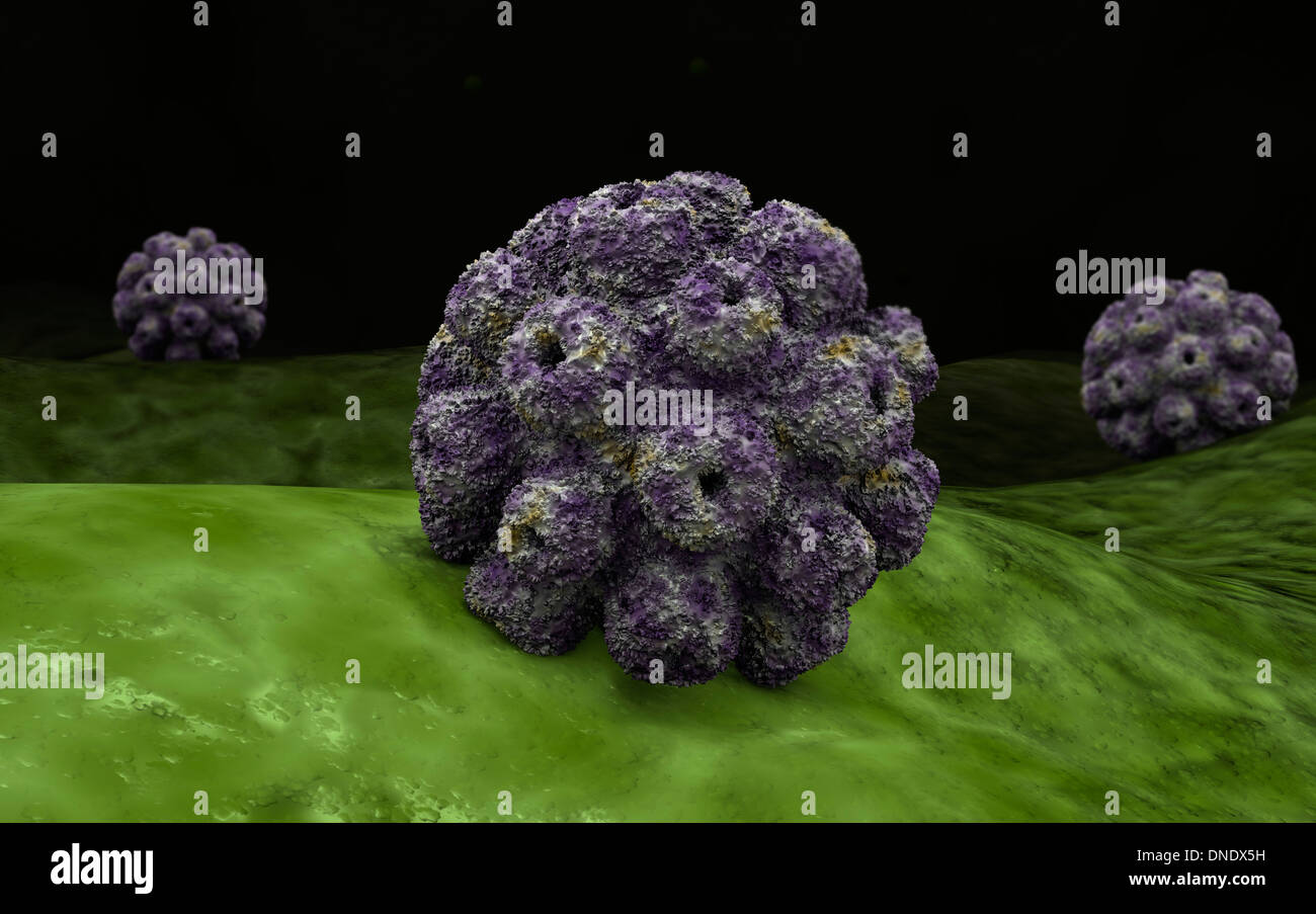 Polyomavirus hi-res stock photography and images - Alamy
