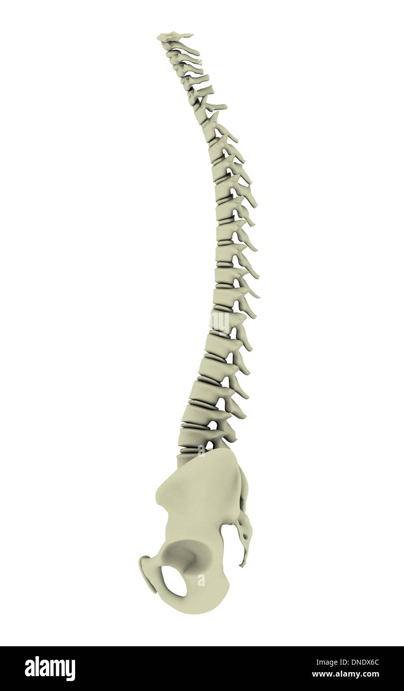 Human spine Cut Out Stock Images & Pictures - Alamy