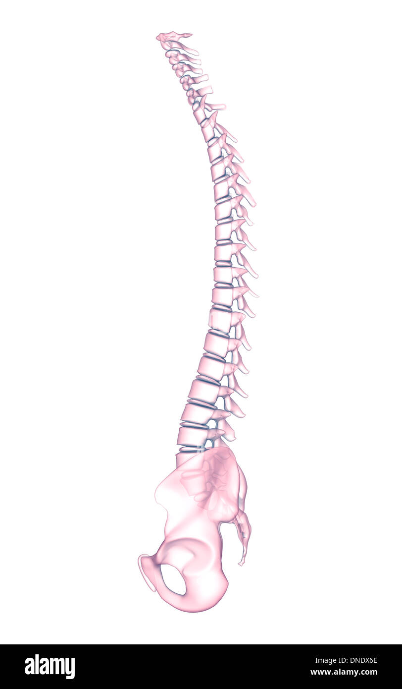 Conceptual image of human backbone Stock Photo - Alamy