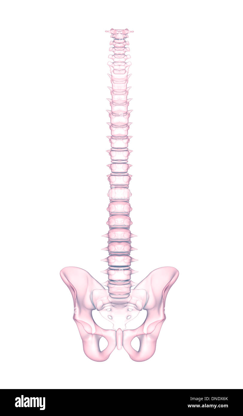 Backbone hi-res stock photography and images - Alamy