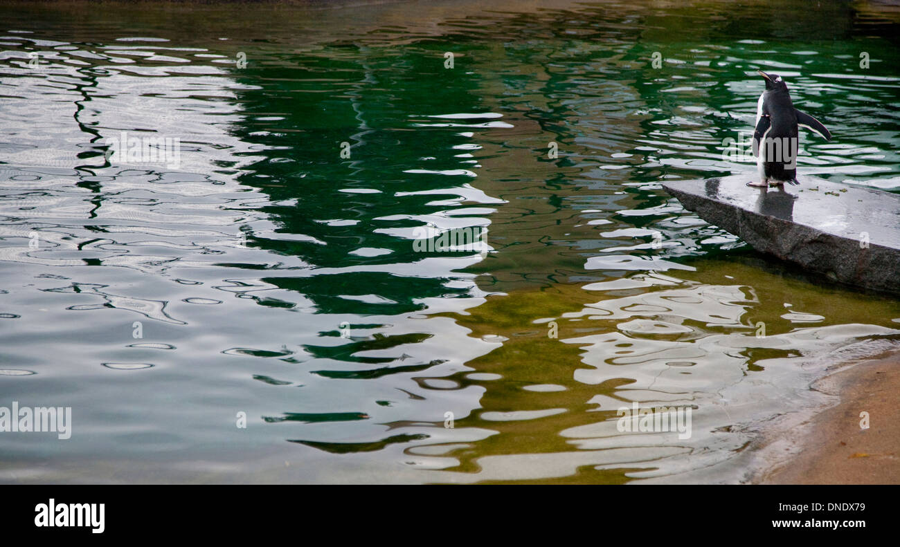 Gentoo Penguin Edinburgh Zoo, Scotland, UK. They are the fastest ...