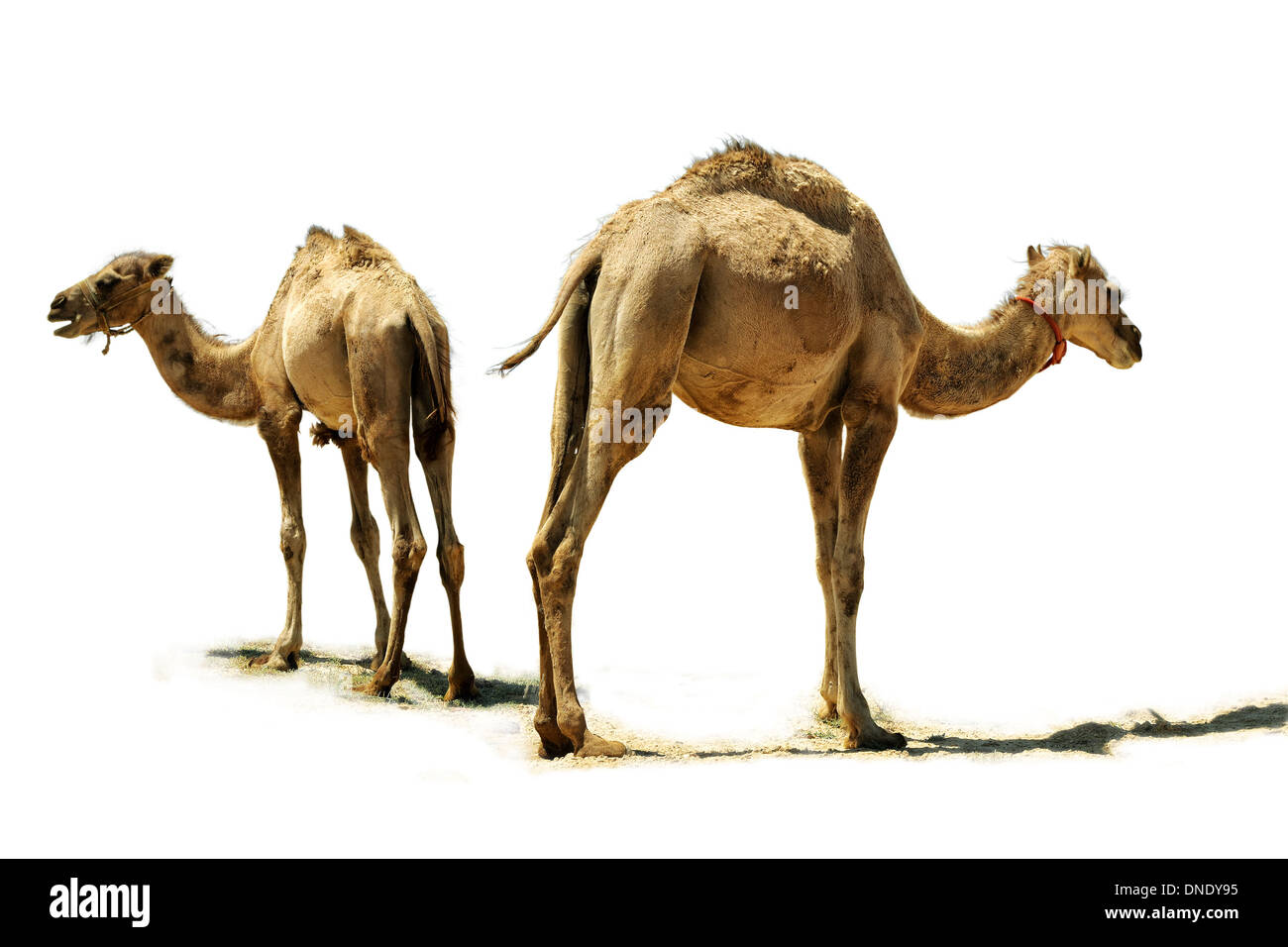 Camel Cut Out Stock Images & Pictures - Alamy