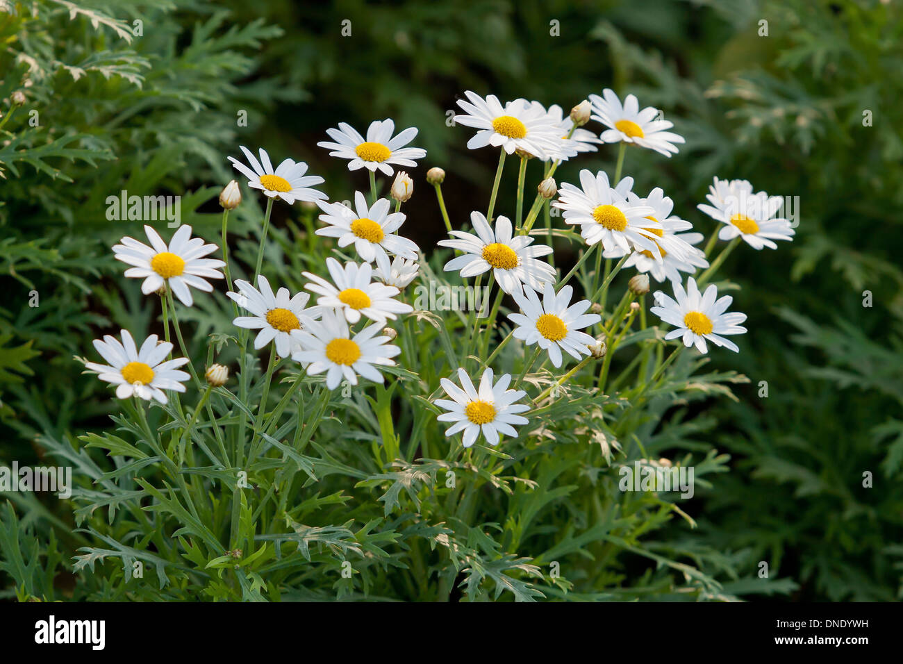 The daisy group hi-res stock photography and images - Alamy