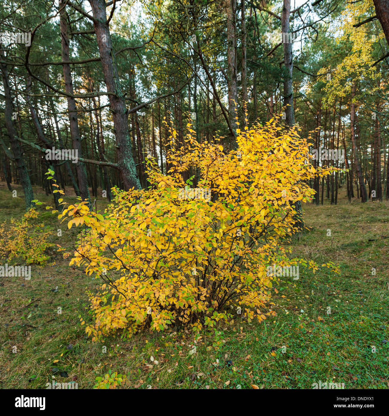 Lithuanian forest hi-res stock photography and images - Alamy