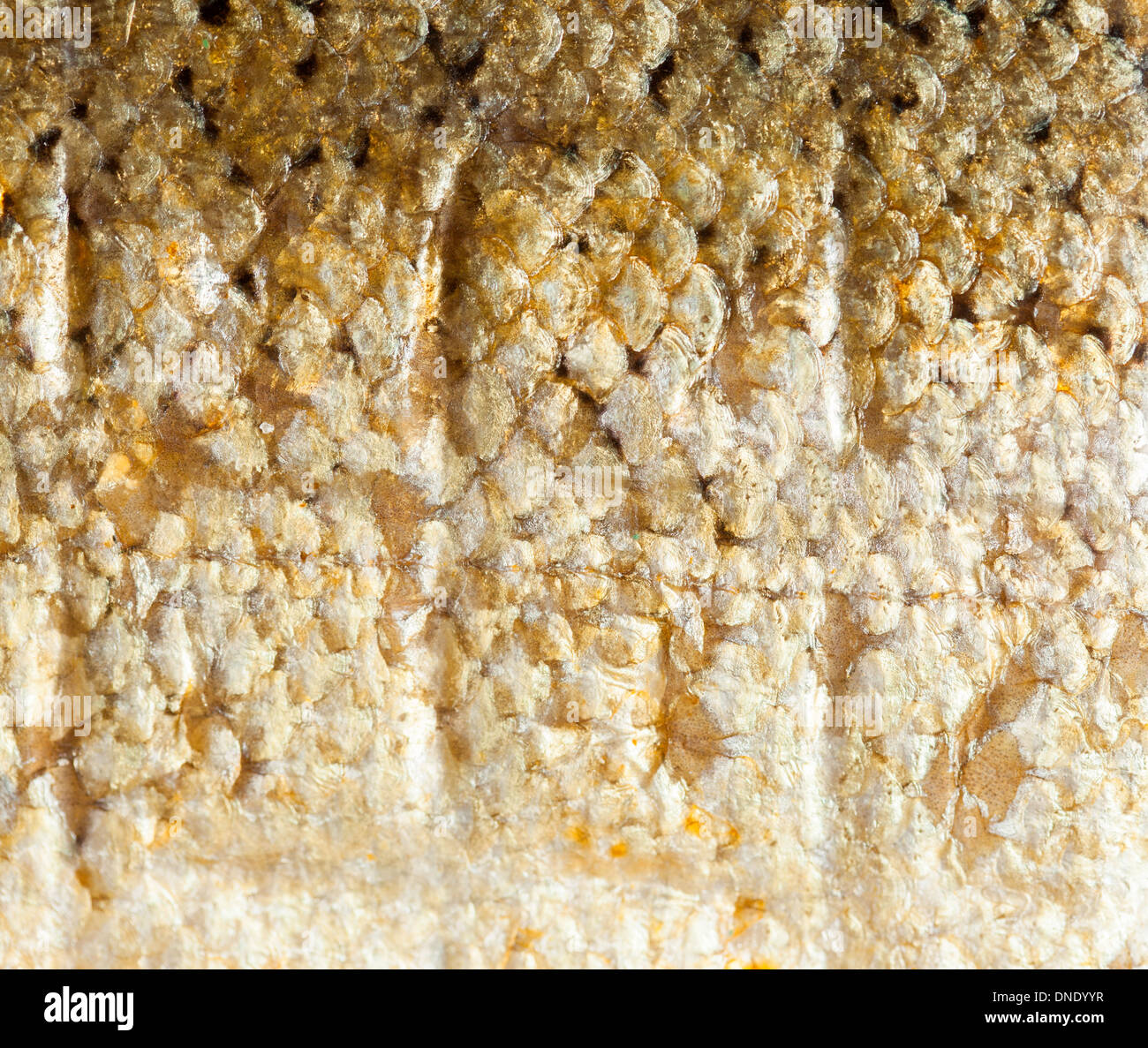 Closeup of shiny scales salmon. Macro fish skin as food animal ...