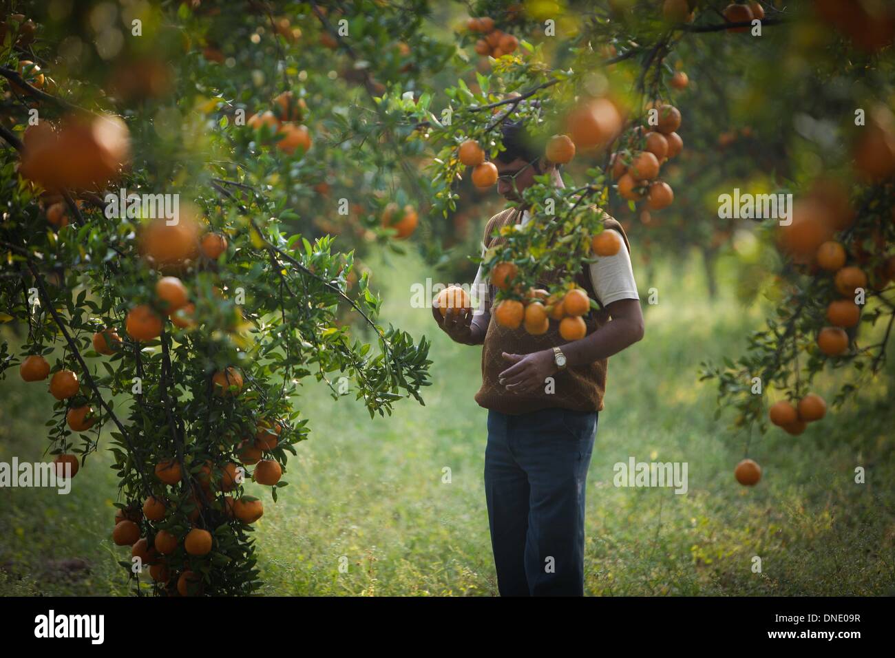 Nagpur orange hi-res stock photography and images - Alamy