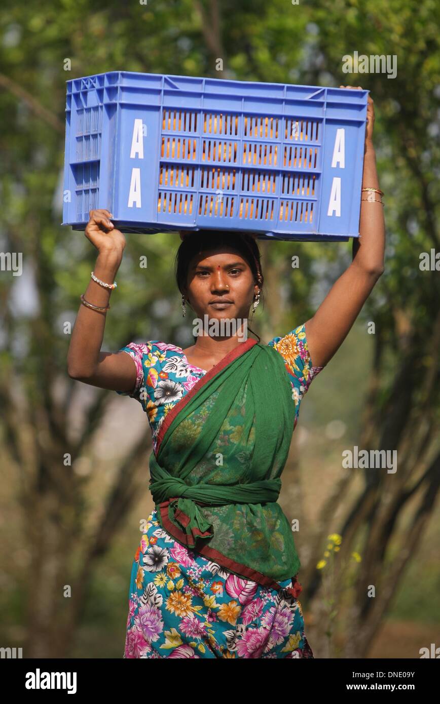 Nagpur, India. 23rd Dec, 2013. A farmer transports oranges in an ...