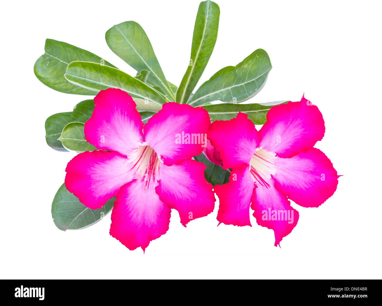 Desert rose or Ping Bignonia on white background Stock Photo - Alamy