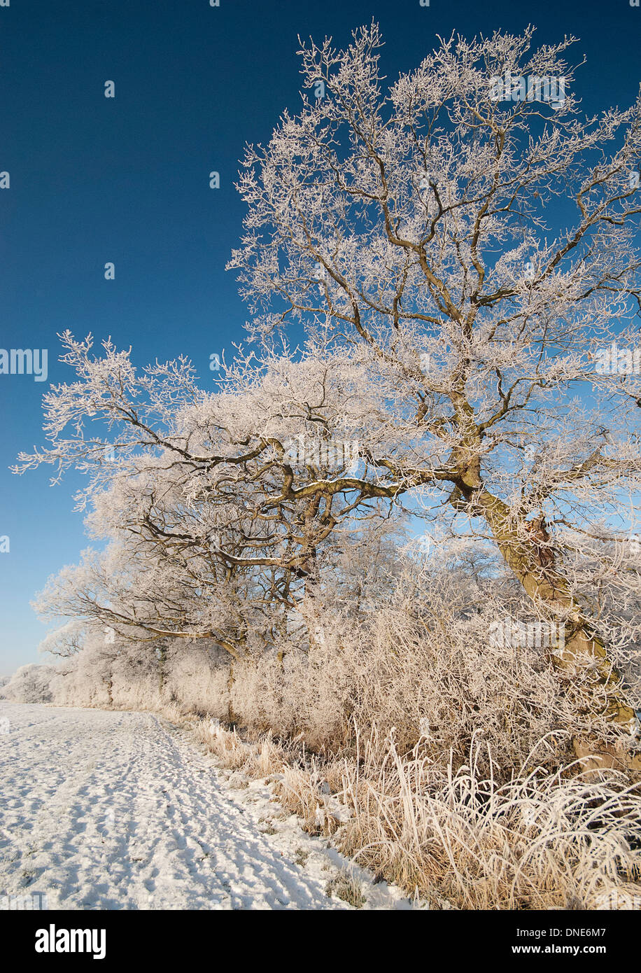 Winter snow field trees hi-res stock photography and images - Alamy