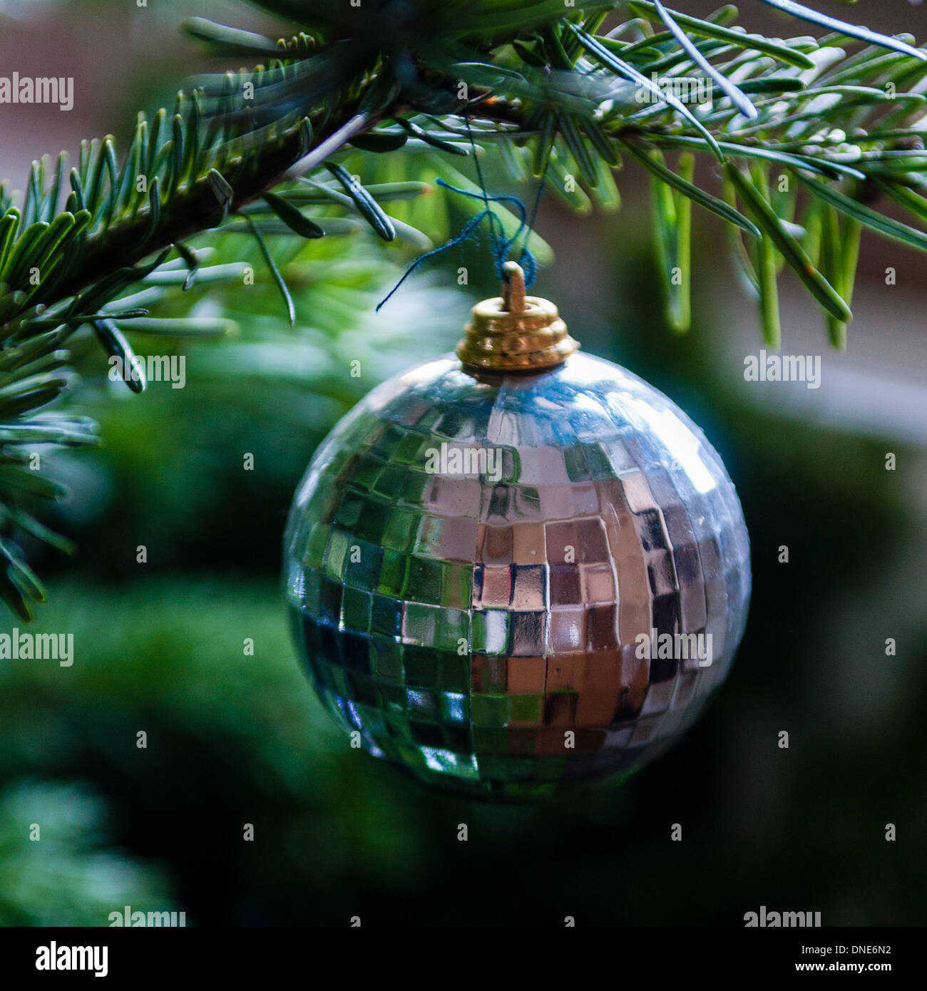 Silver pine tree hi-res stock photography and images - Alamy