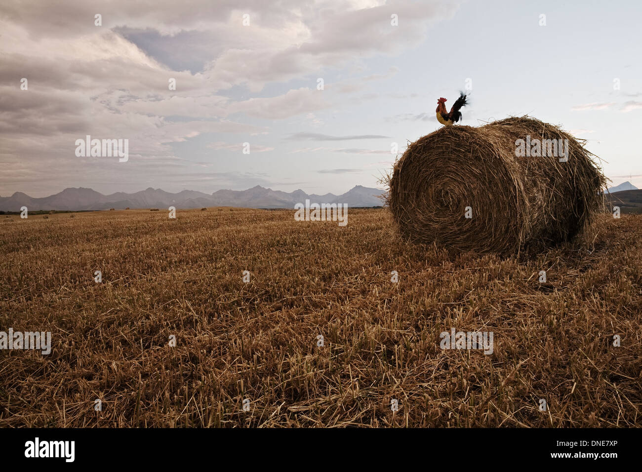 Rooster crowing on hay bale in field with mountain background, Pincher ...