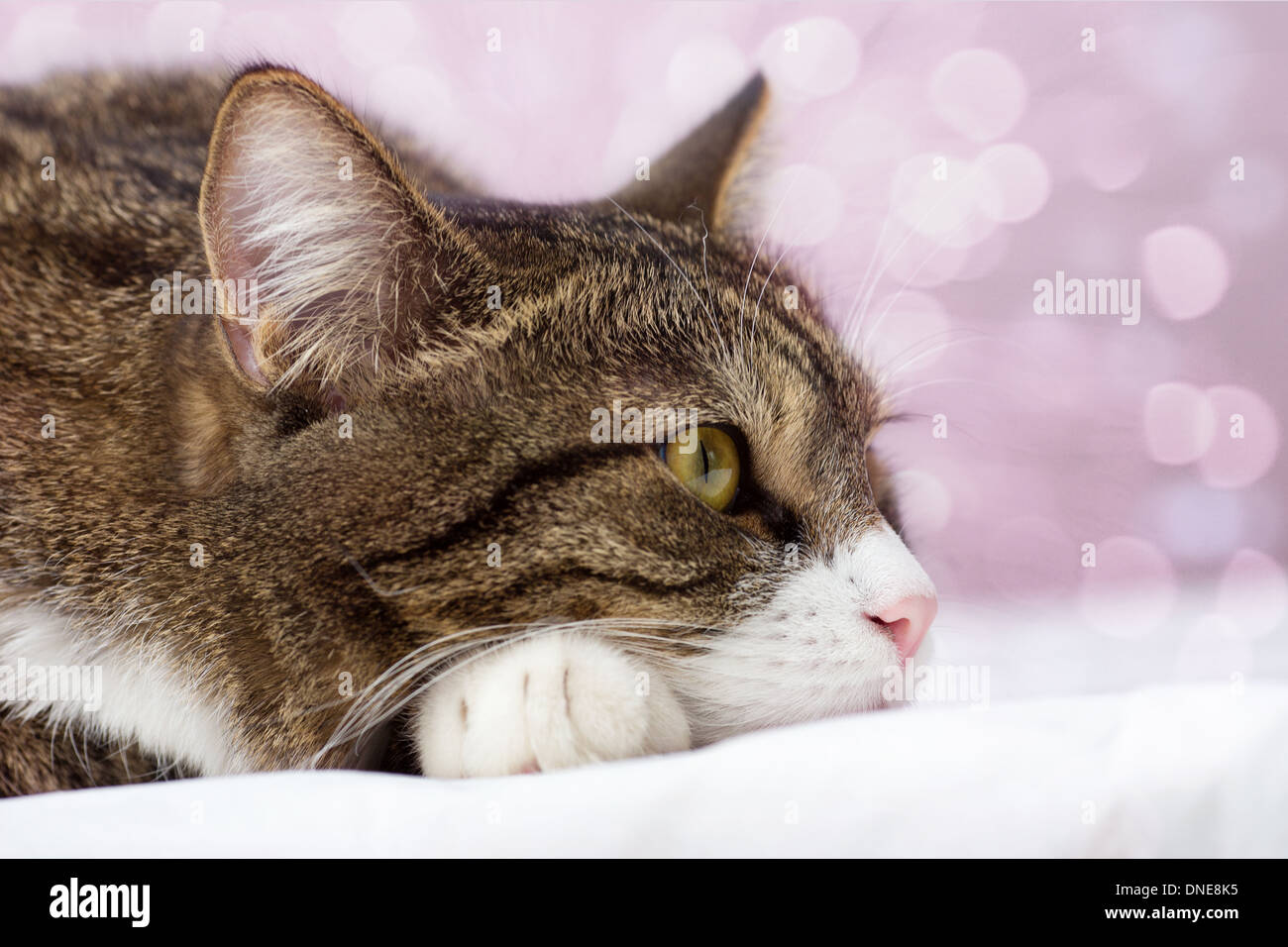 Sad, gray, striped cat, lying and thinking Stock Photo - Alamy