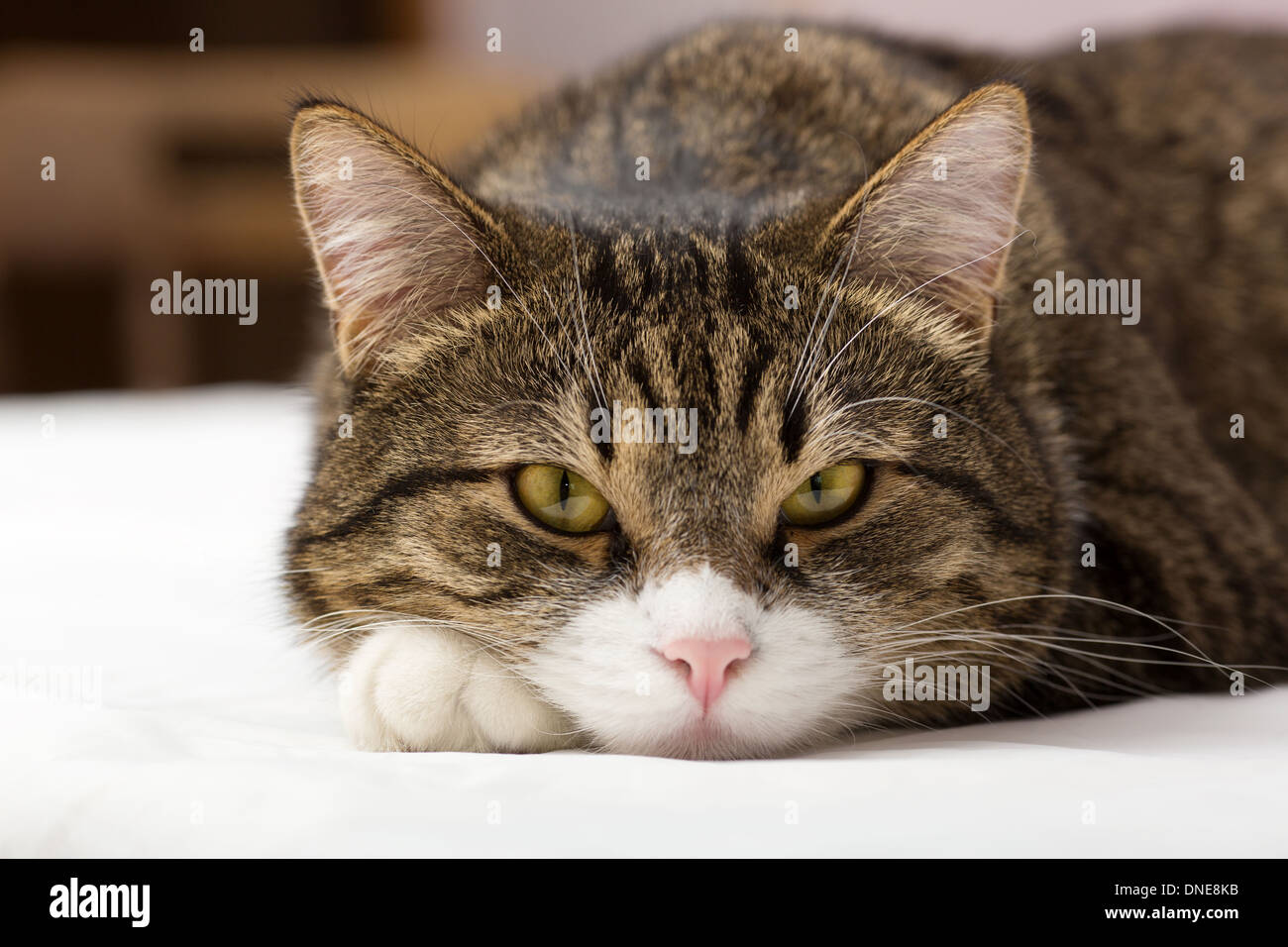 Sad, gray, striped cat, lying and thinking Stock Photo - Alamy