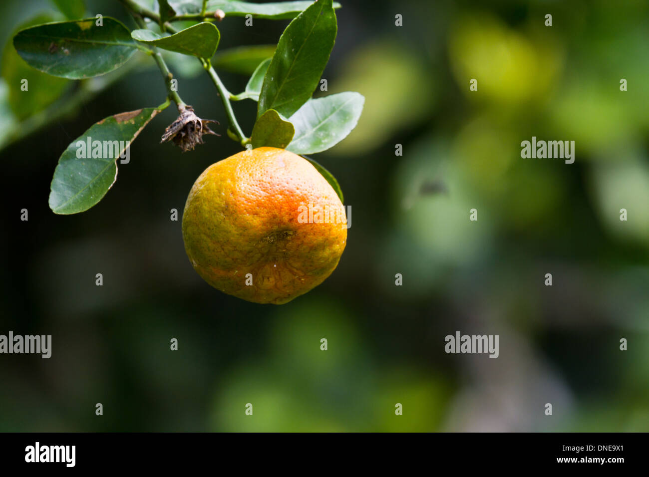 Juicing oranges hi-res stock photography and images - Alamy