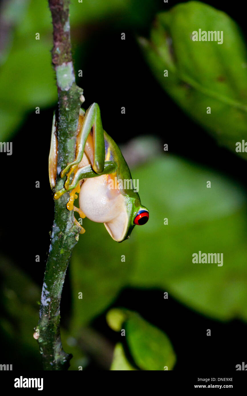 wild red eyed tree frog shot at night in the rain forest of Belize ...