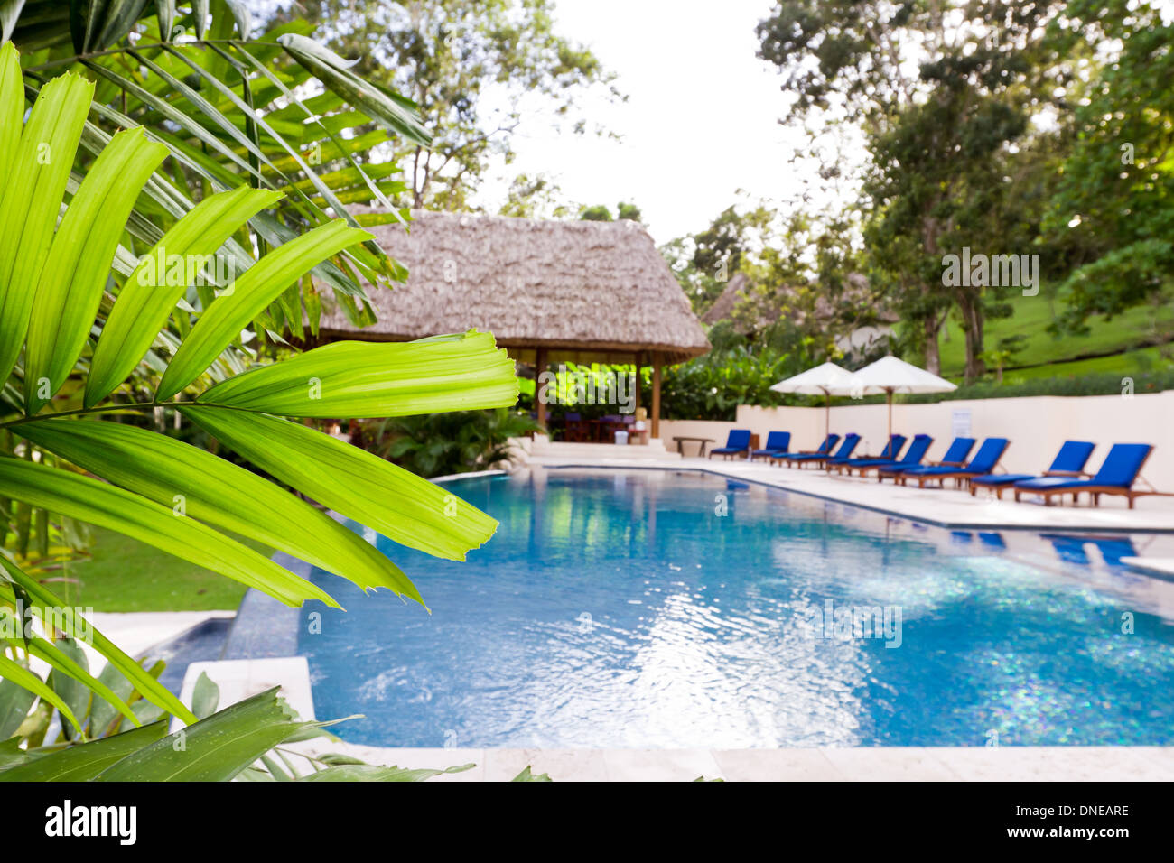 beautiful tropical swimming pool in the rain forest of Belize Stock ...