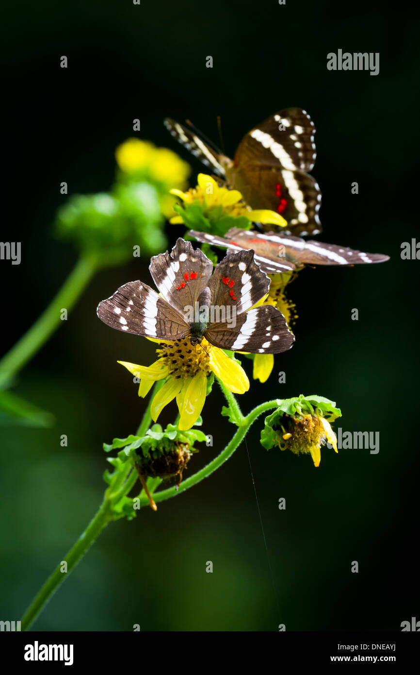 Butterflies of belize hi-res stock photography and images - Alamy