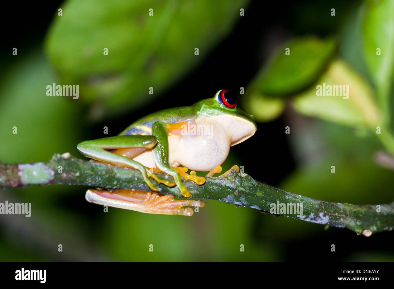 wild red eyed tree frog shot at night in the rain forest of Belize ...