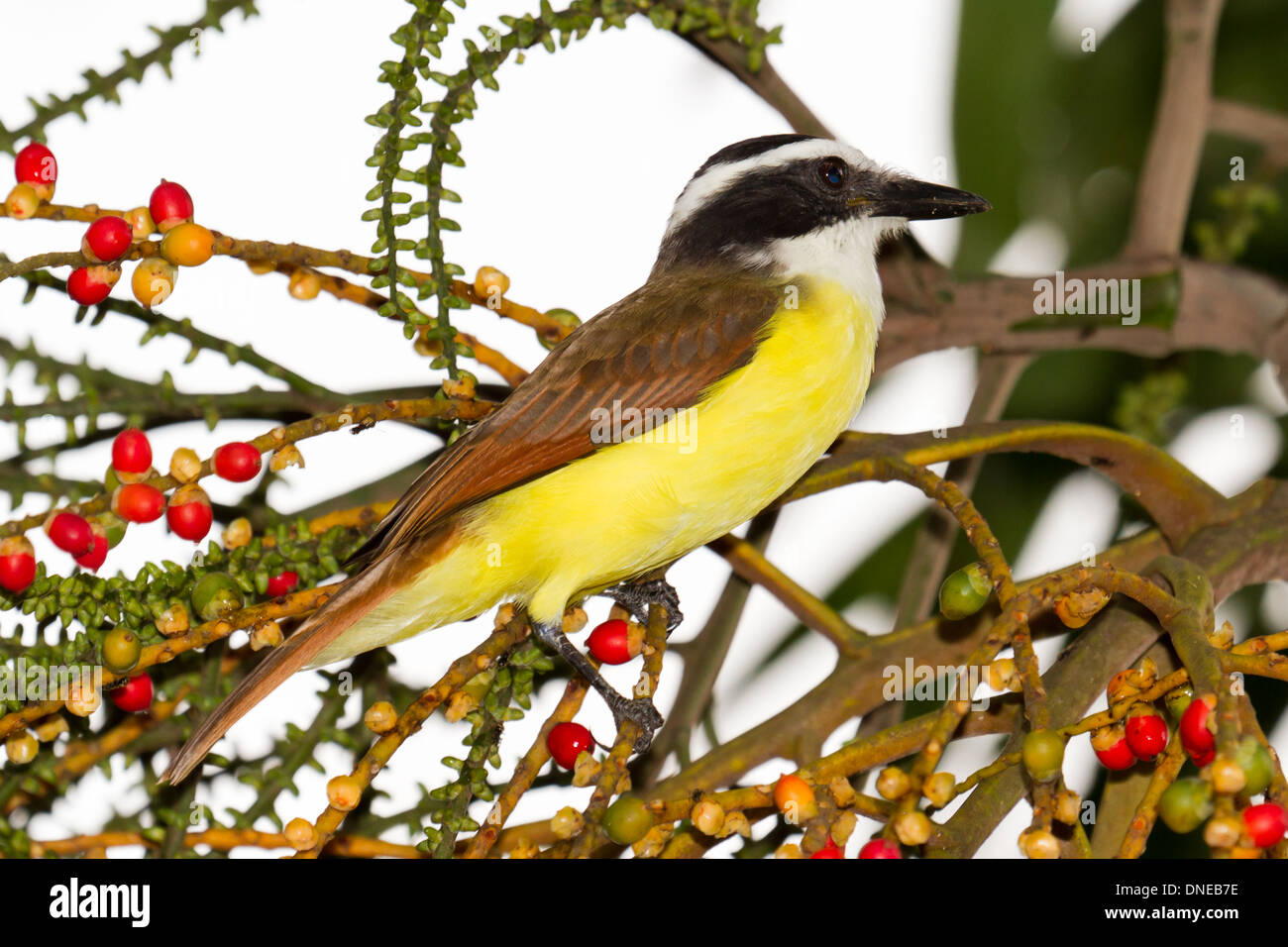 Ksikadee hi-res stock photography and images - Alamy