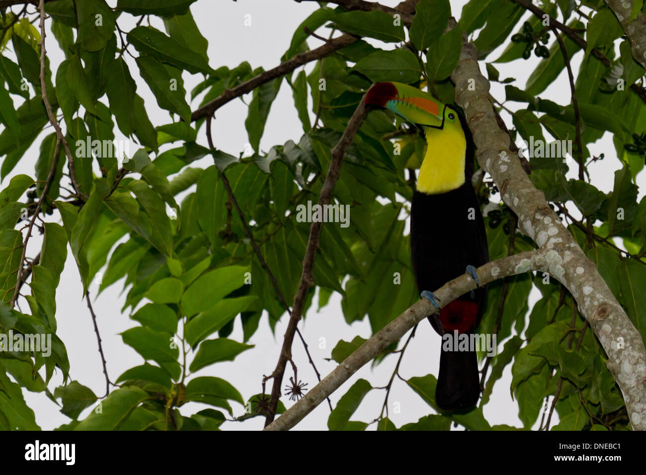 The national bird of Belize, keel billed toucan perched on a tree Stock ...
