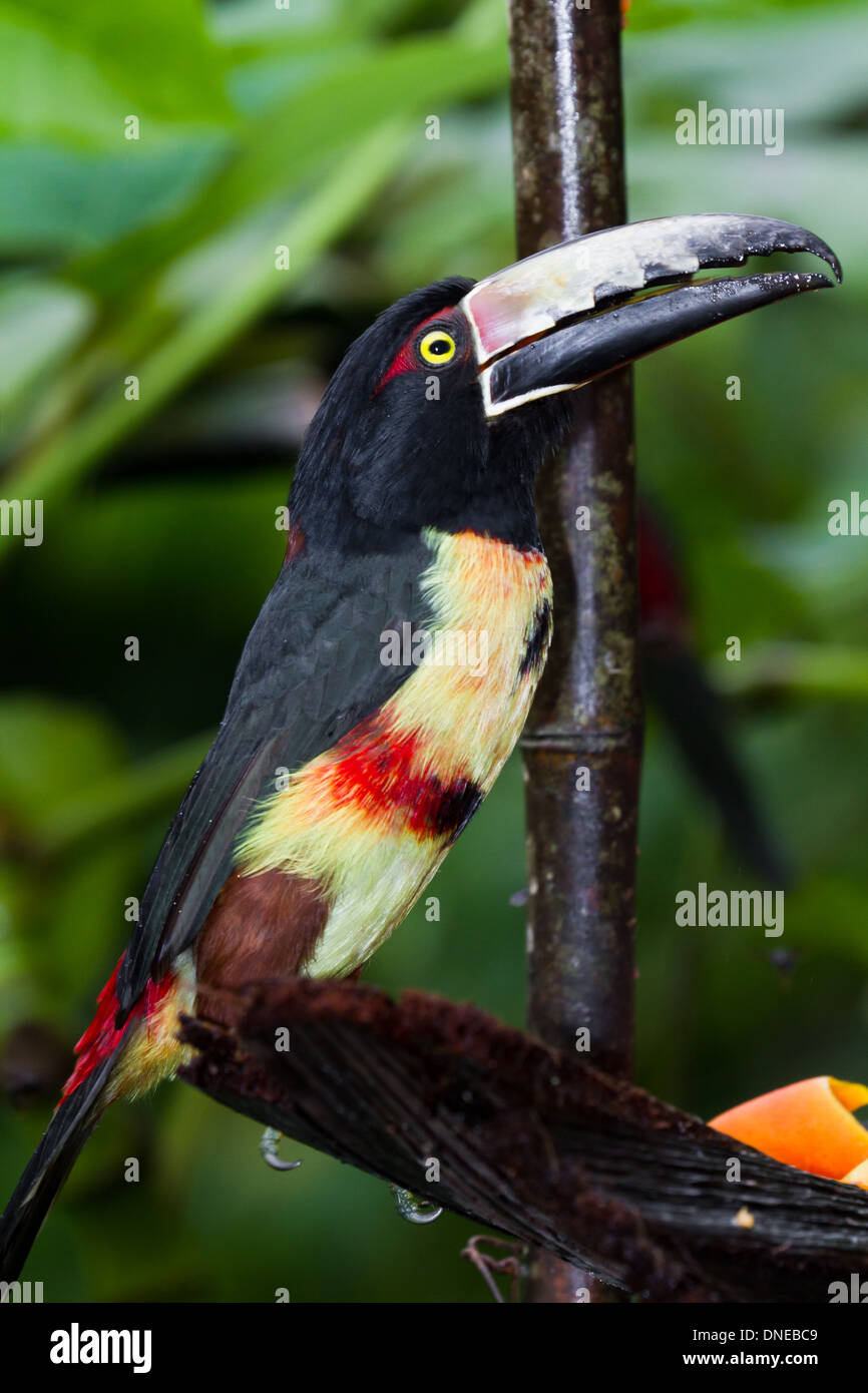 medium size aracari toucan in the rainforest of Belize Stock Photo - Alamy