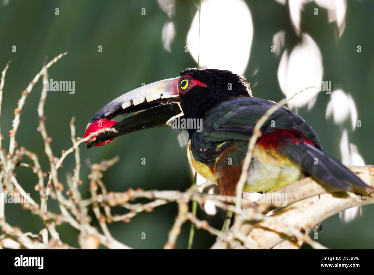 closeup of an Aracari toucan in the rain forest of belize Stock Photo ...