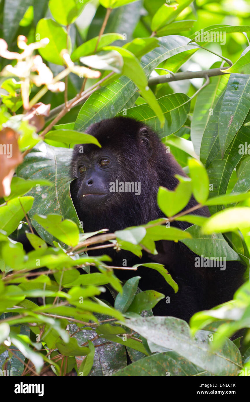 howler monkey in the rain forest of Belize Stock Photo - Alamy