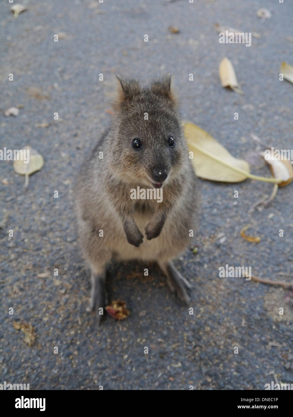 Quokka hi-res stock photography and images - Alamy