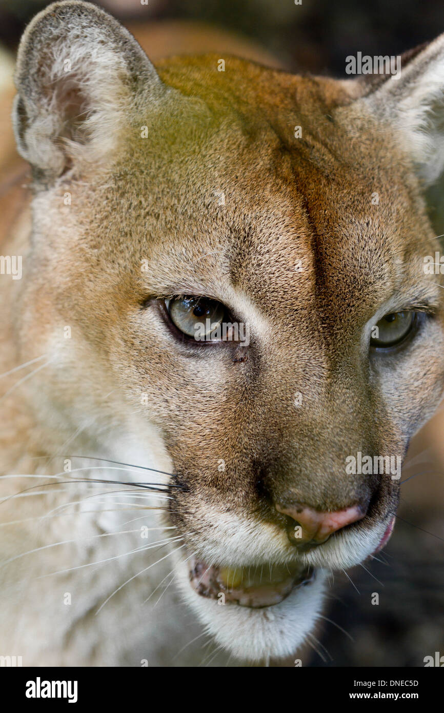 close up of a large Cougar in the rain forest of Belize Stock Photo - Alamy