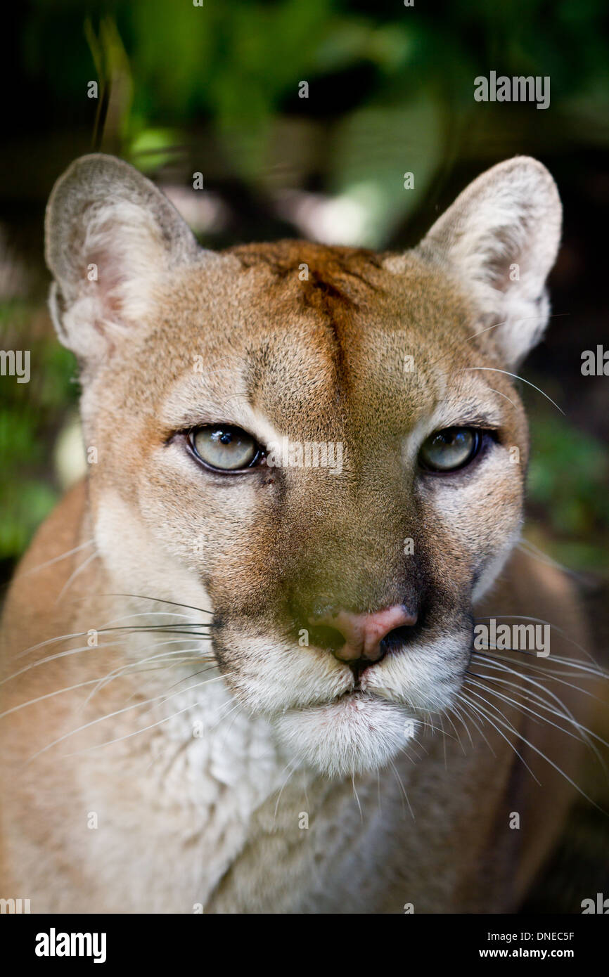 Puma in rain forest hi-res stock photography and images - Alamy