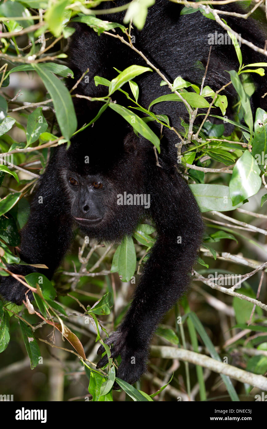 howler monkey in the rain forest of Belize Stock Photo - Alamy