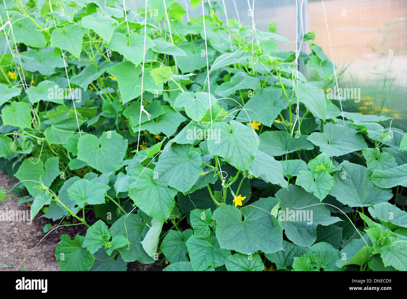 cucumber growing in the garden Stock Photo - Alamy