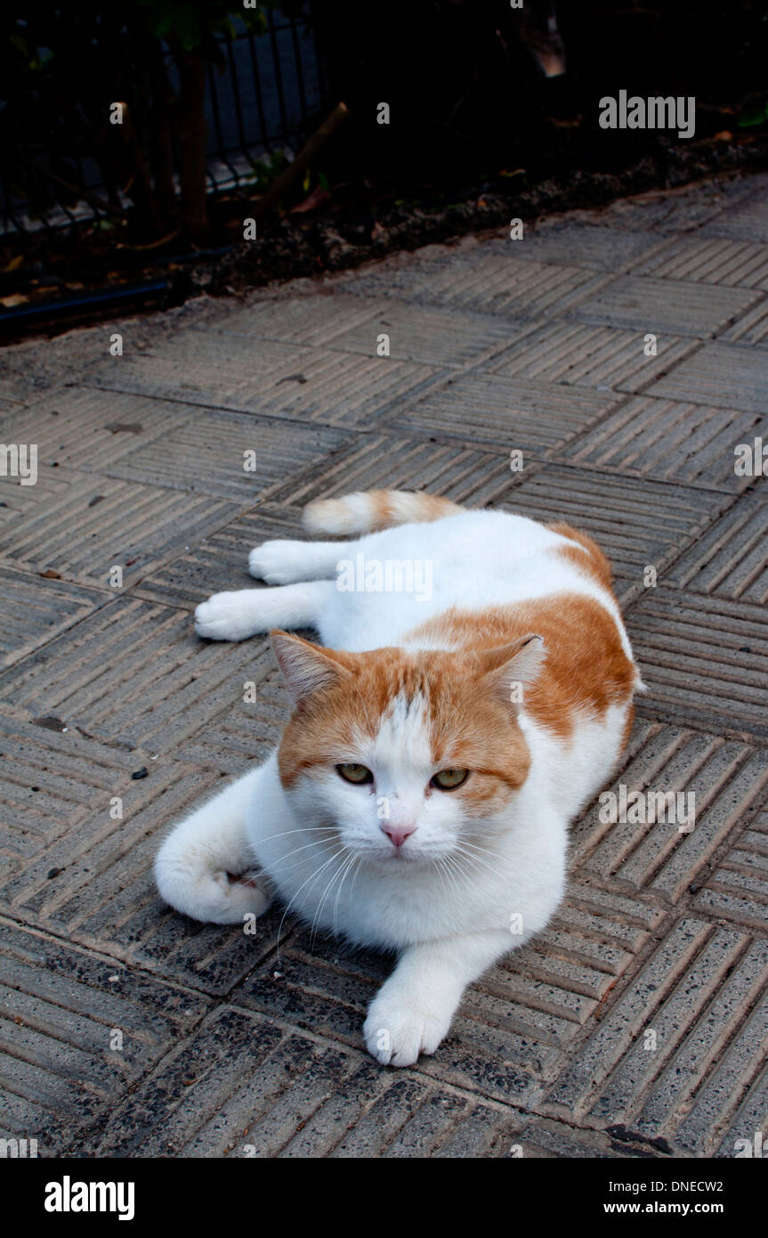 Stray strays hi-res stock photography and images - Alamy