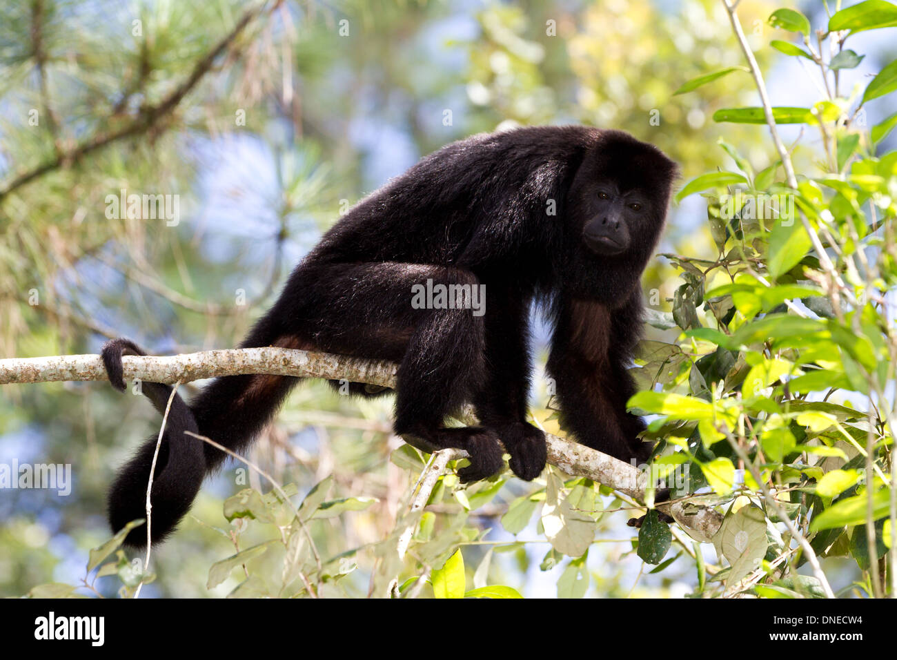 howler monkey in the rain forest of Belize Stock Photo - Alamy