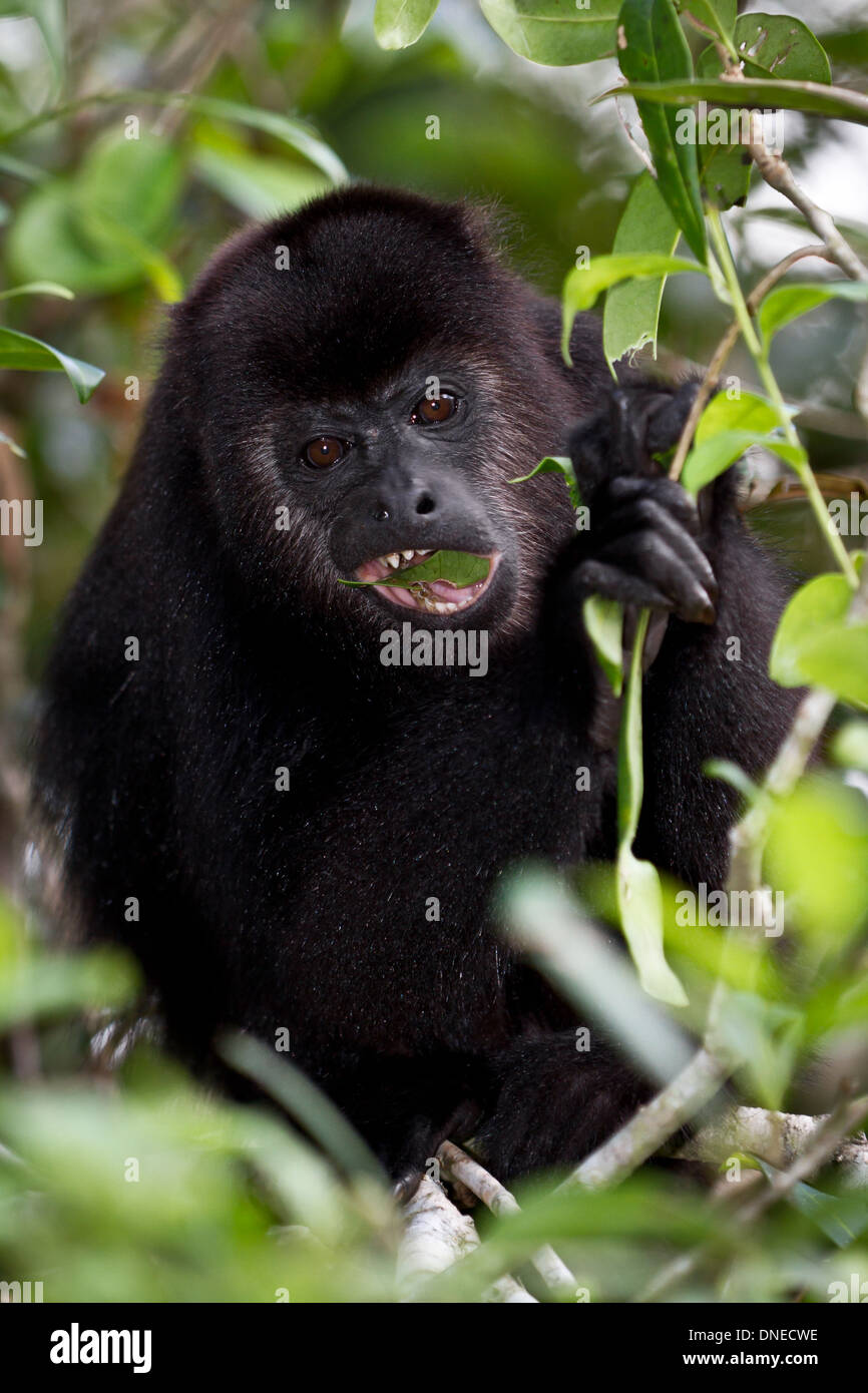 howler monkey in the rain forest of Belize Stock Photo - Alamy