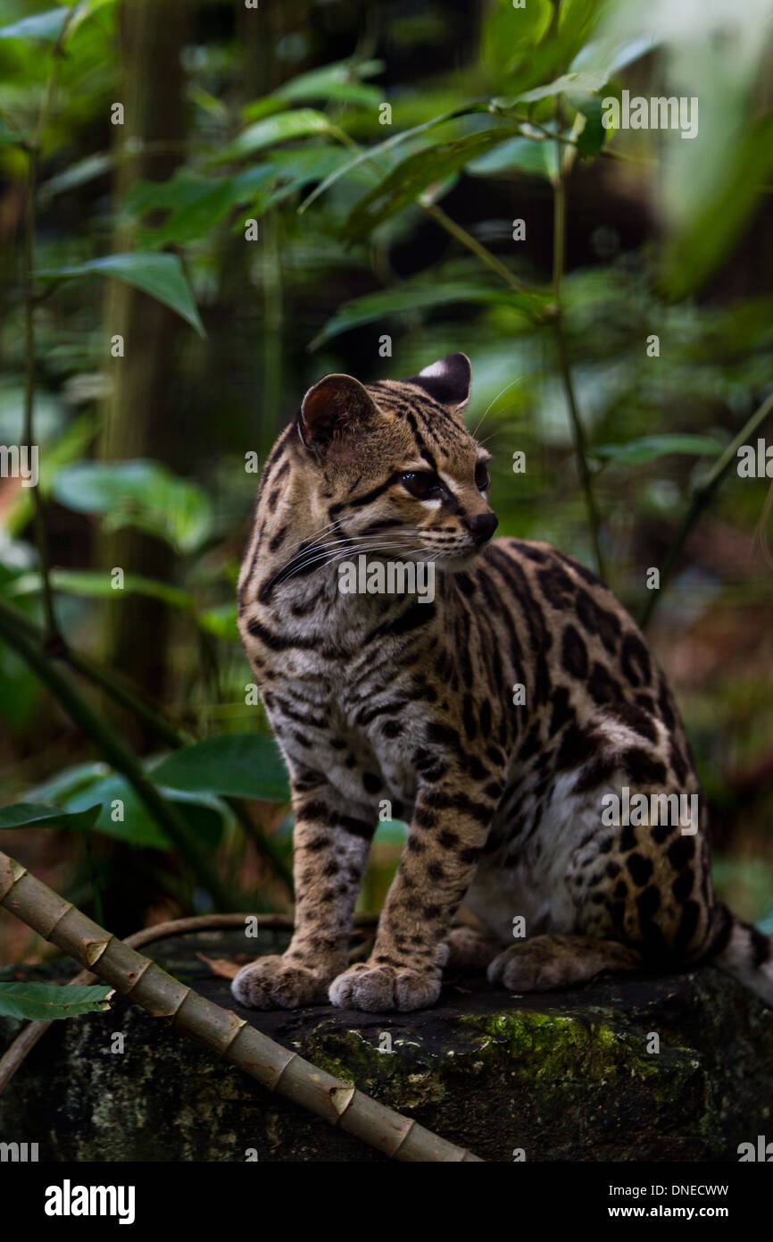close up of an ocelot in the rain forest of Belize Stock Photo - Alamy