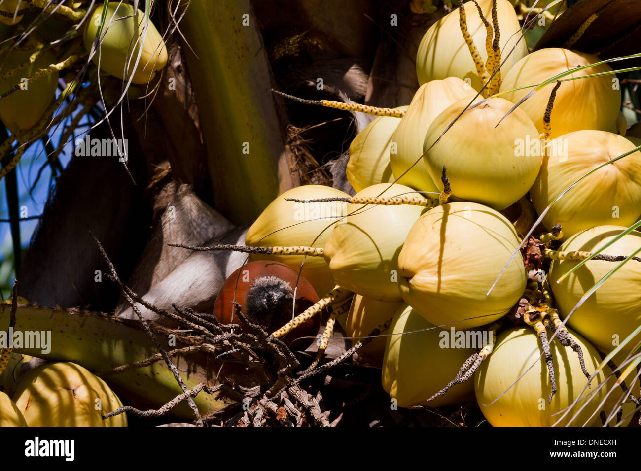 cluster of coconuts in a tree on the tropical coast of Belize Stock ...