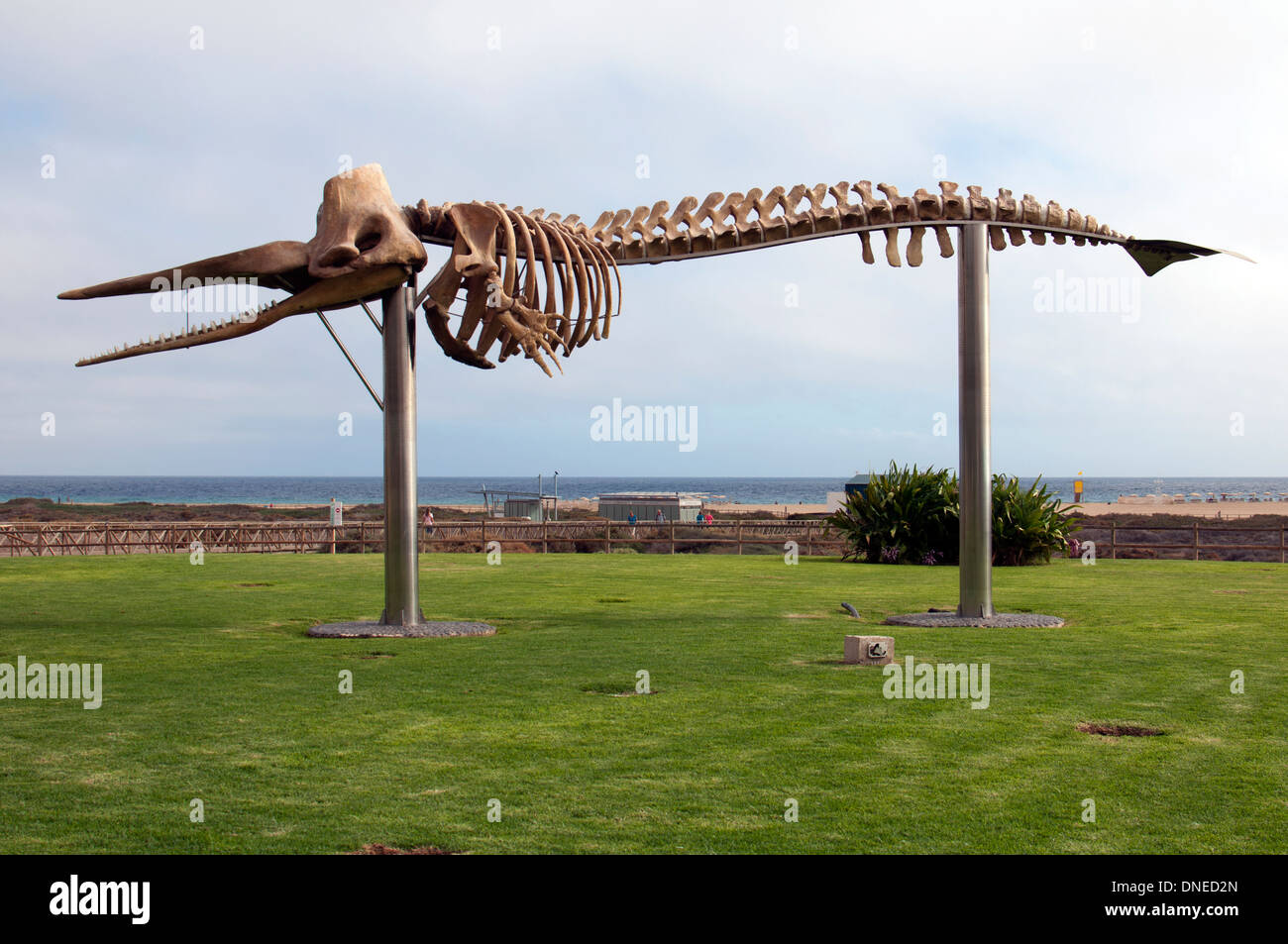 Whale skeleton, Morro Jable, Fuerteventura, Canary Islands, Spain Stock ...