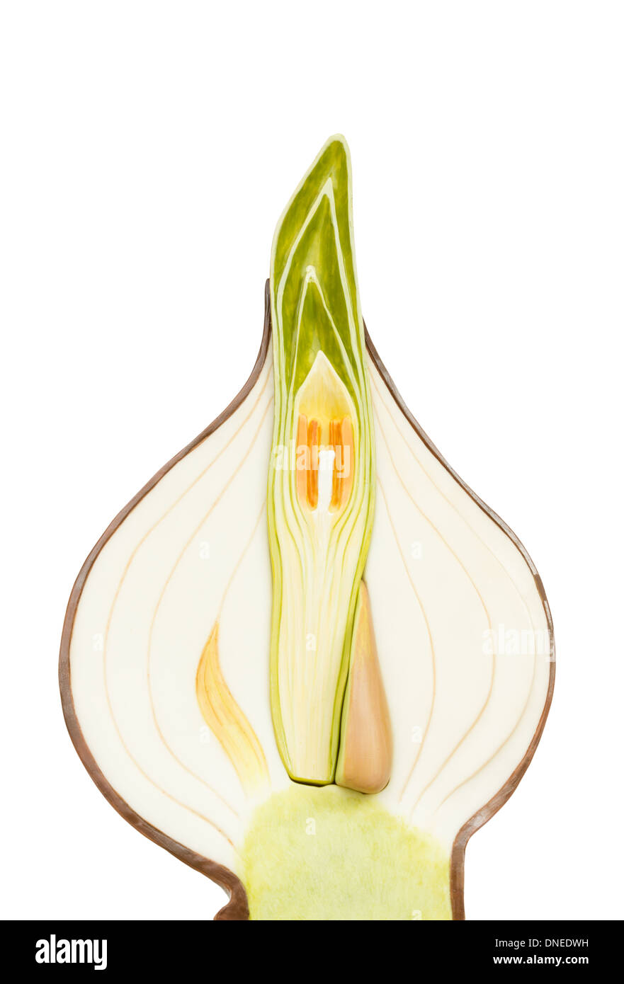 Cross section of an onion hi-res stock photography and images - Alamy