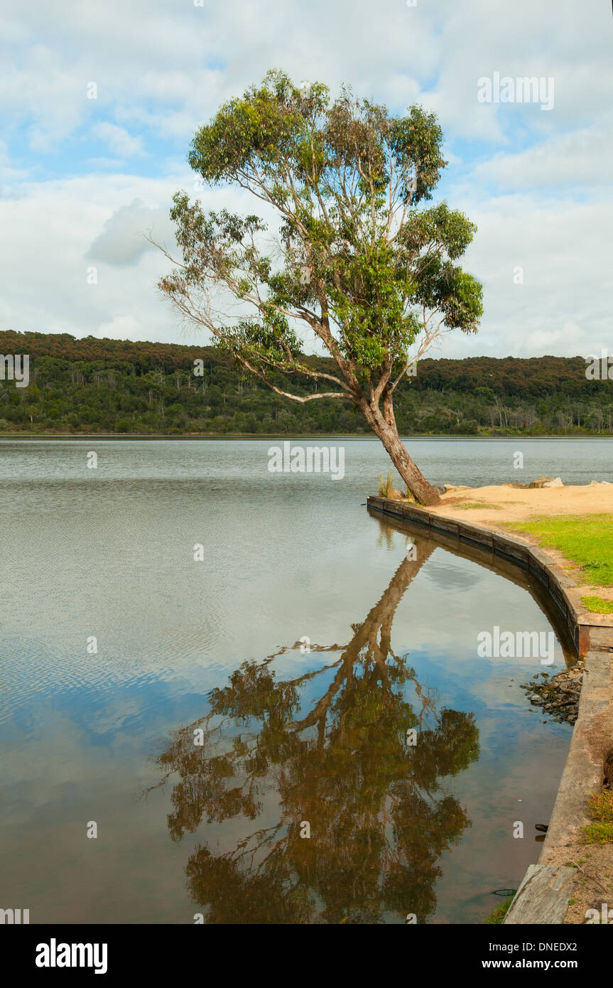 Lysterfield Lake Reflections, near Melbourne, Victoria, Australia Stock ...