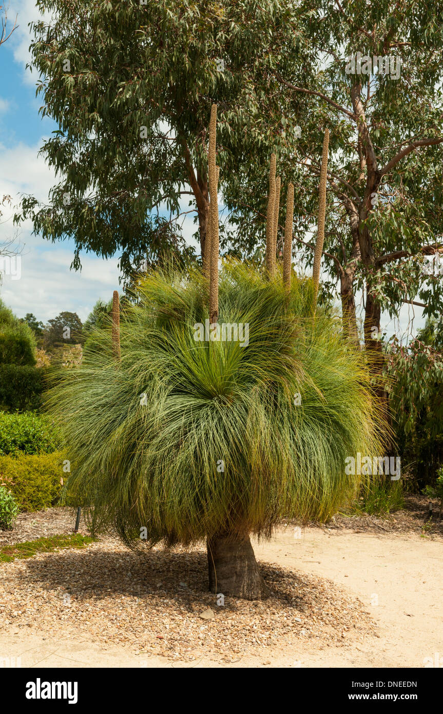 Johnsons grass tree hi-res stock photography and images - Alamy