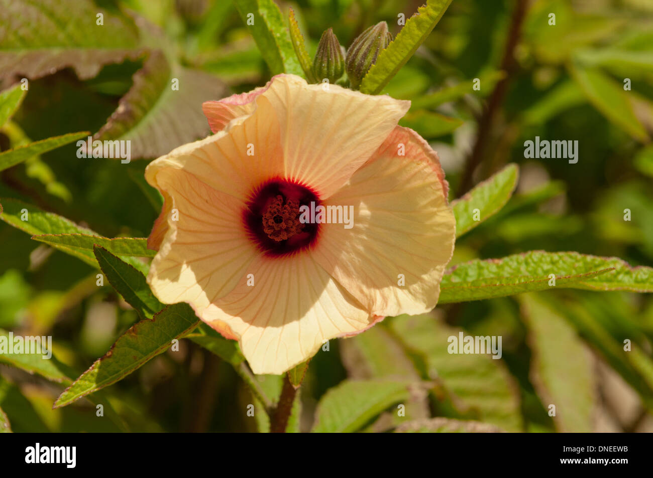 Australian native hibiscus hi-res stock photography and images - Alamy
