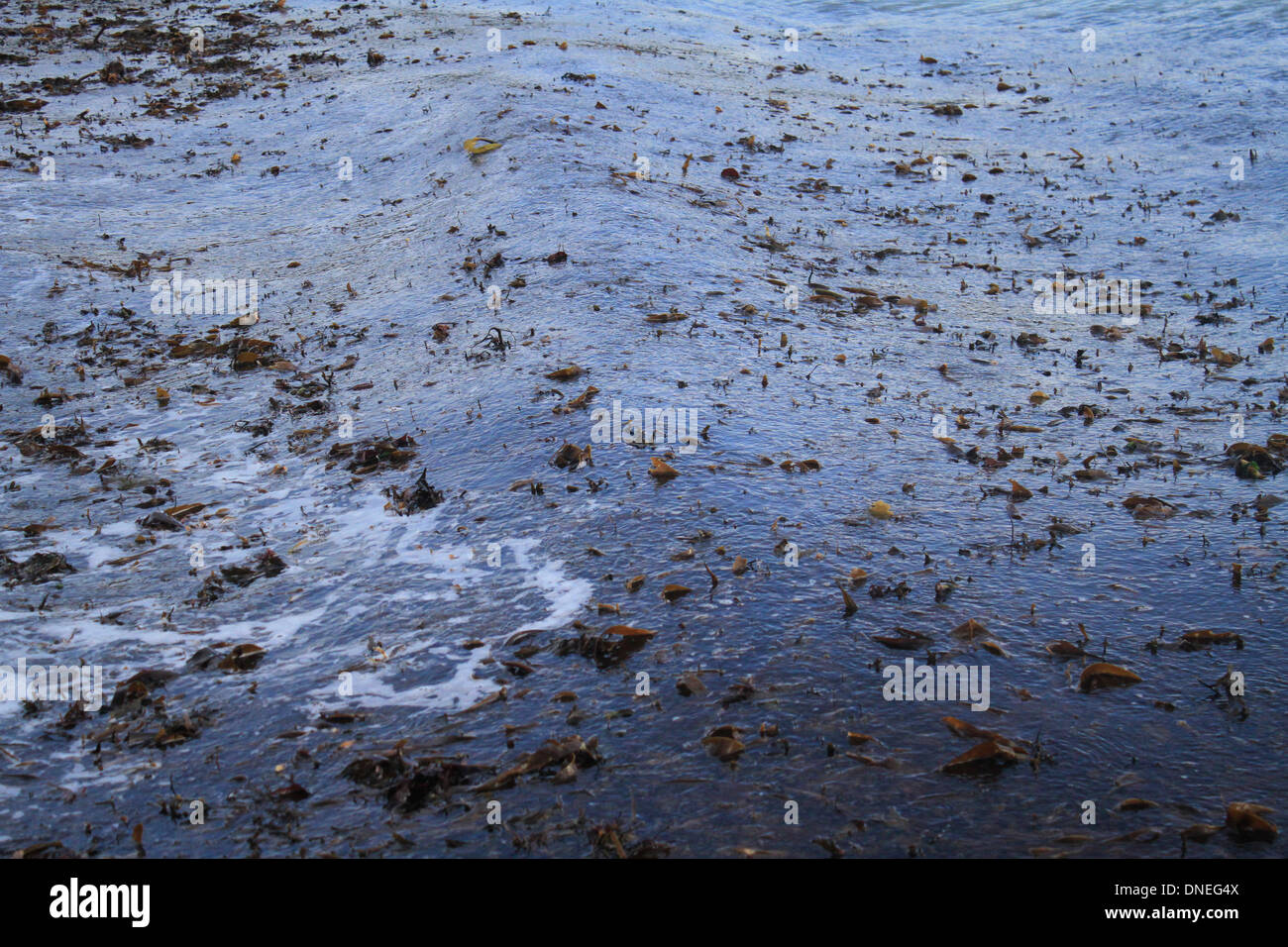 Waves in Leafy Sea Stock Photo - Alamy