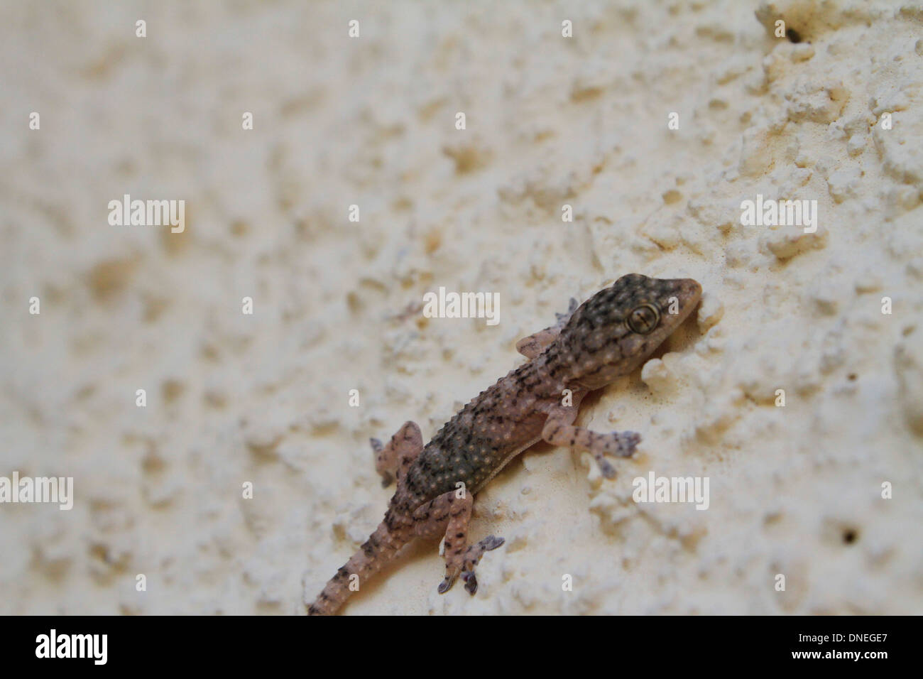 Baby gecko hi-res stock photography and images - Alamy
