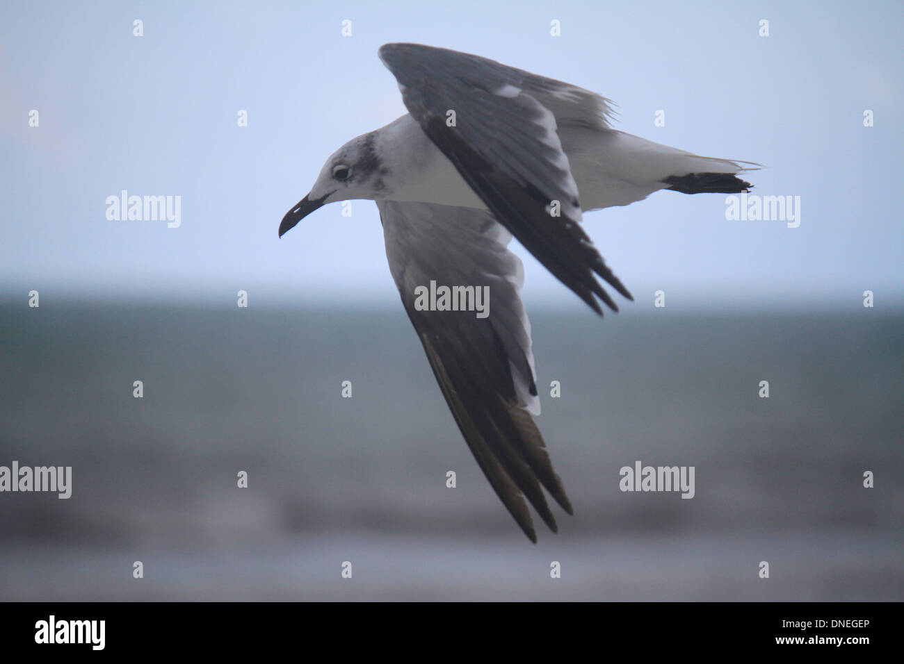 Seagull flapping wings hi-res stock photography and images - Alamy