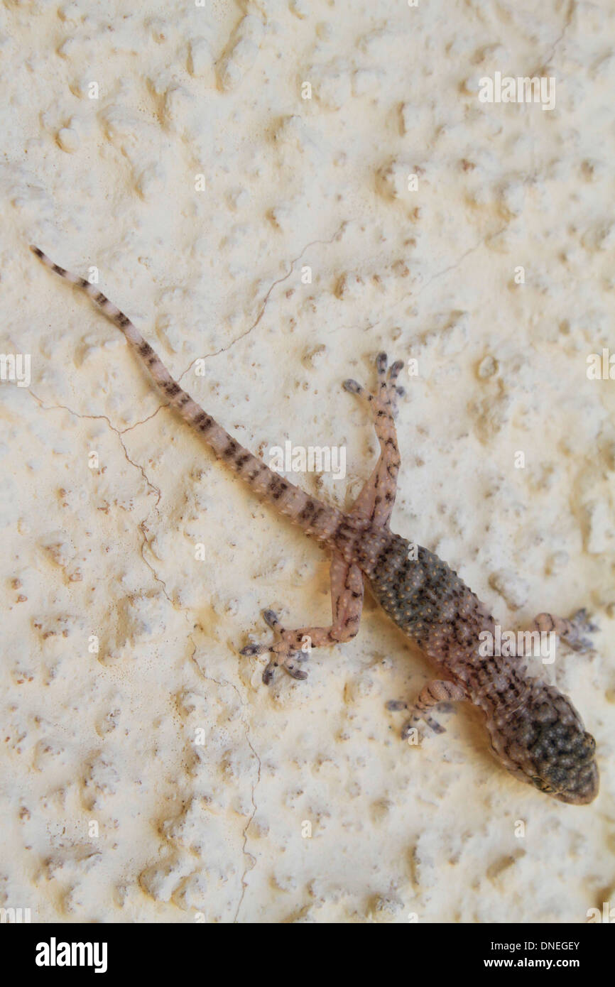 Baby gecko hi-res stock photography and images - Alamy