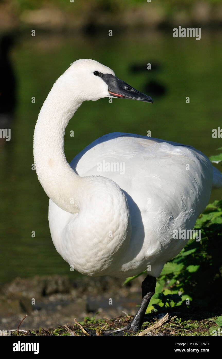 Trumpeter Swan - Cygnus buccinator Standing on one leg Stock Photo - Alamy
